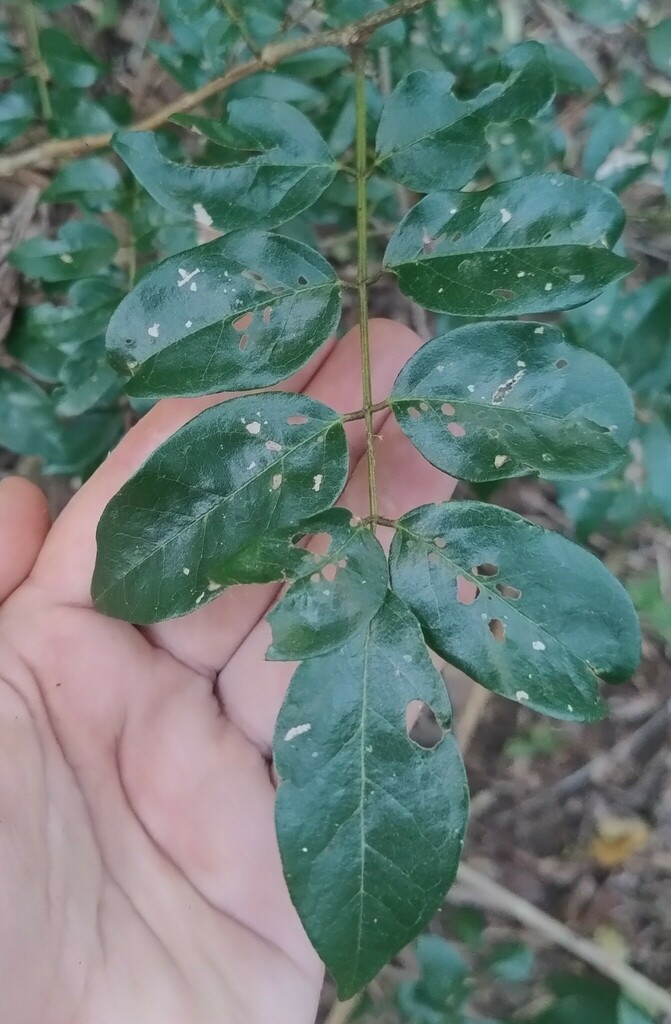 Blood Vine in September 2024 by R.M. Large vine. · iNaturalist