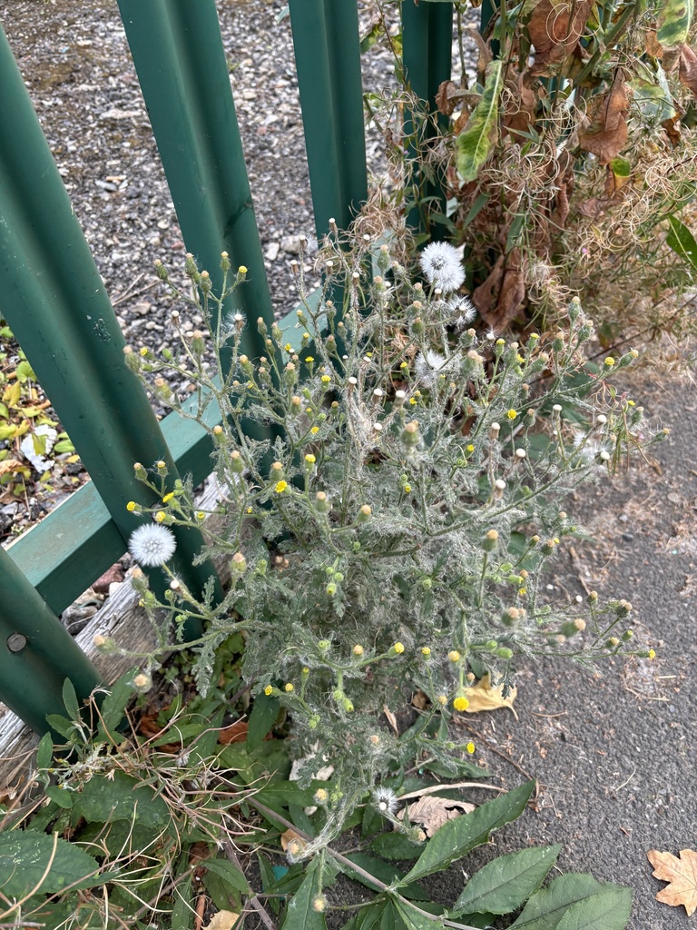 Sticky Groundsel from Alexandra Court, York, England, GB on August 31 ...