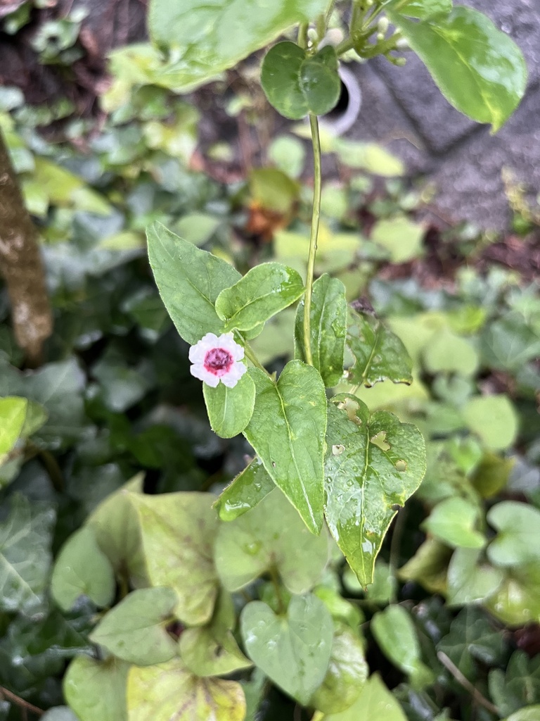 skunk vine from 本州, 多摩市, 東京都, JP on September 1, 2024 at 04:25 PM by ...