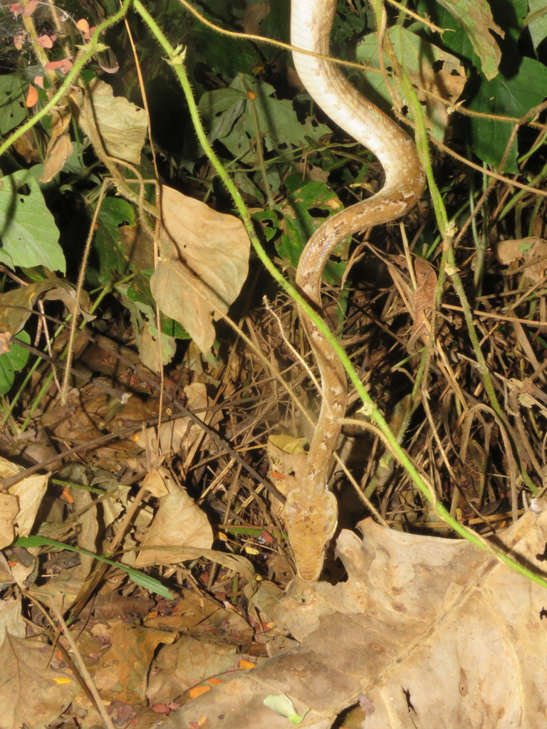 Garden Tree Boa from Aguarenda, Federico Roman, Bolivia on June 19 ...