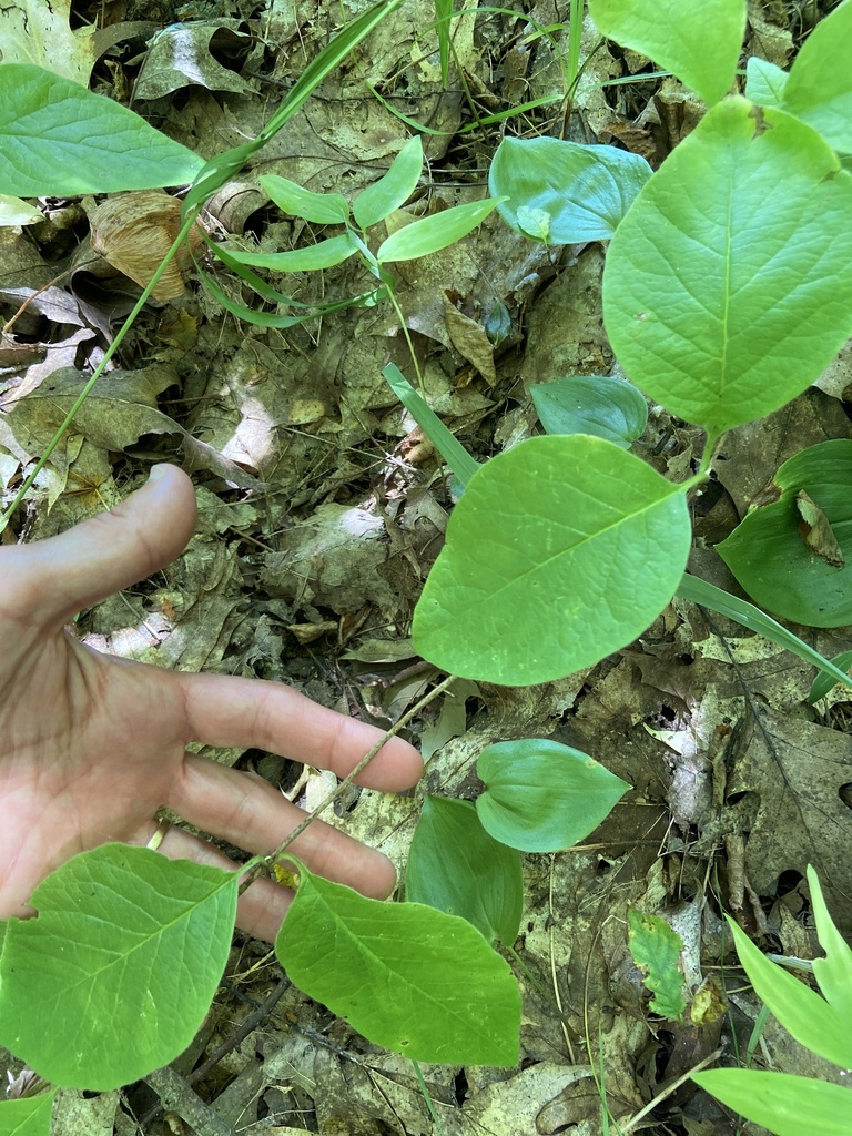 hairy honeysuckle from Hope Bay Forest Provincial Nature Reserve ...