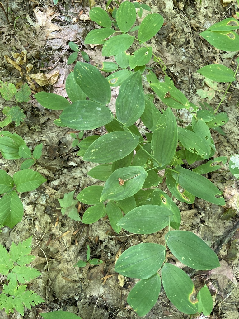 largeflower bellwort from Hope Bay Forest Provincial Nature Reserve ...