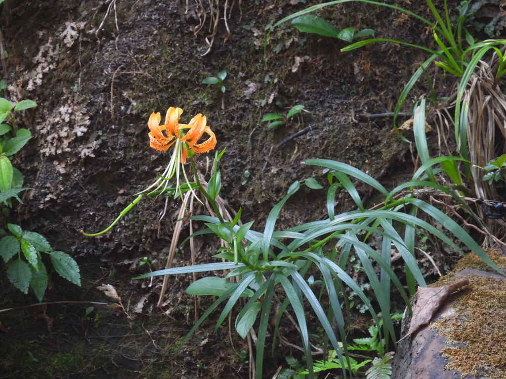 Lilium rosthornii from 中国重庆市江津区四面山 邮政编码: 646209 on September 1, 2024 at ...