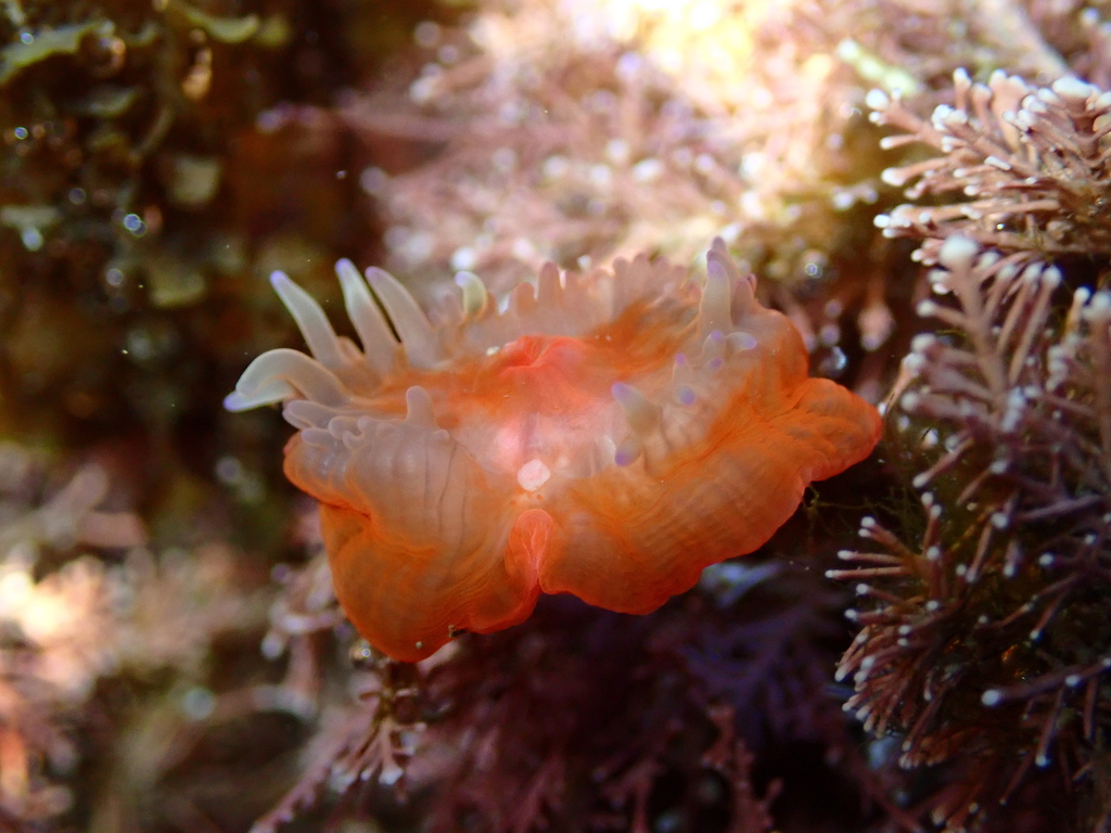 Anemonia mutabilis from Toowoon Bay NSW 2261, Australia on September 1 ...