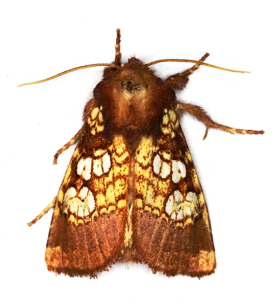 Pitcher Plant Borer Moth from Division No. 2, CA-NF, CA on September 1 ...