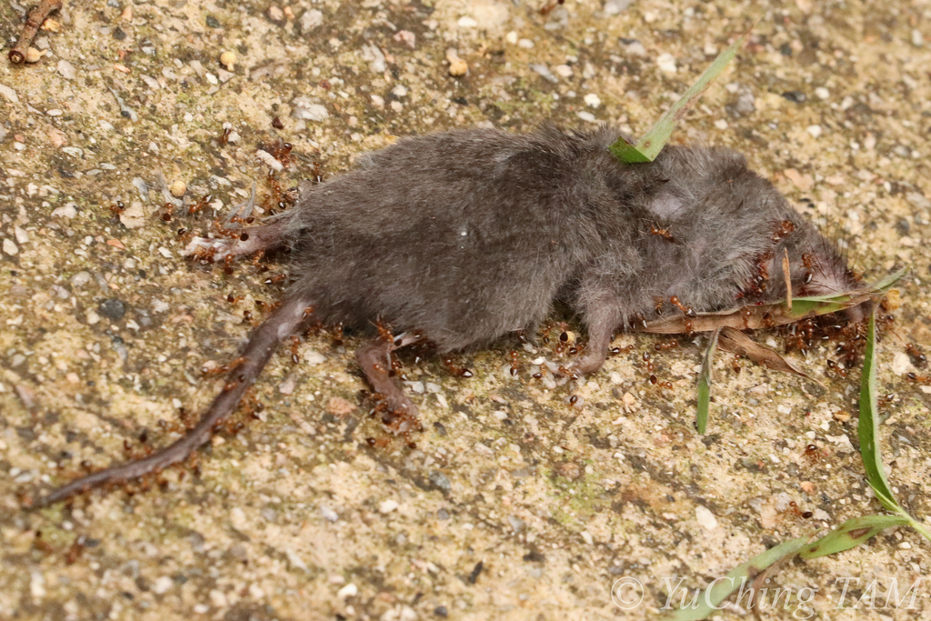 Asian Gray Shrew from Ngong Ping, Hong Kong on September 1, 2024 at 09: ...