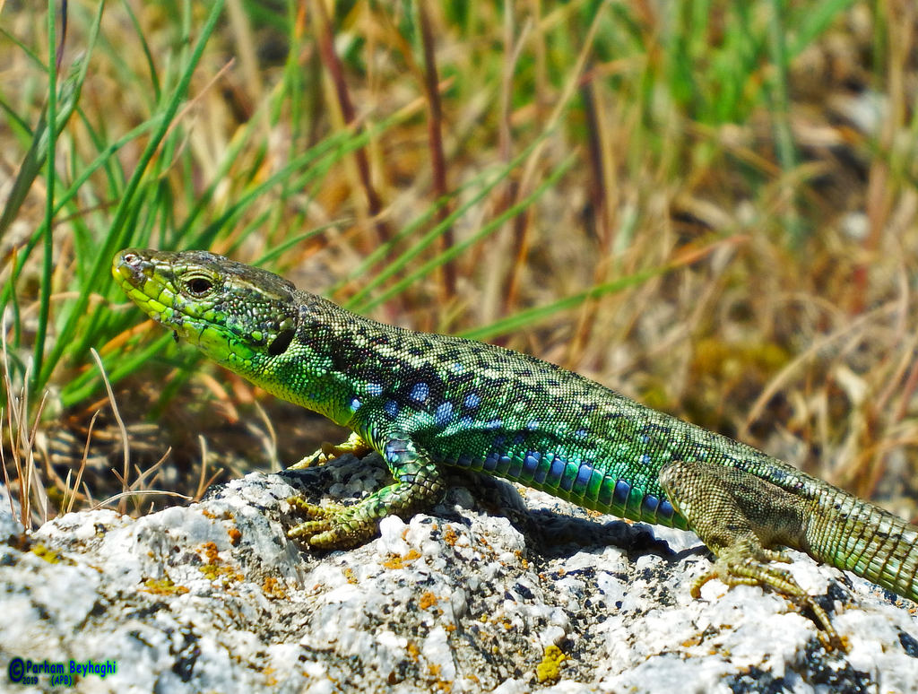 Radde's Lizard from Kaleybar, East Azerbaijan Province, Iran on June 05 ...