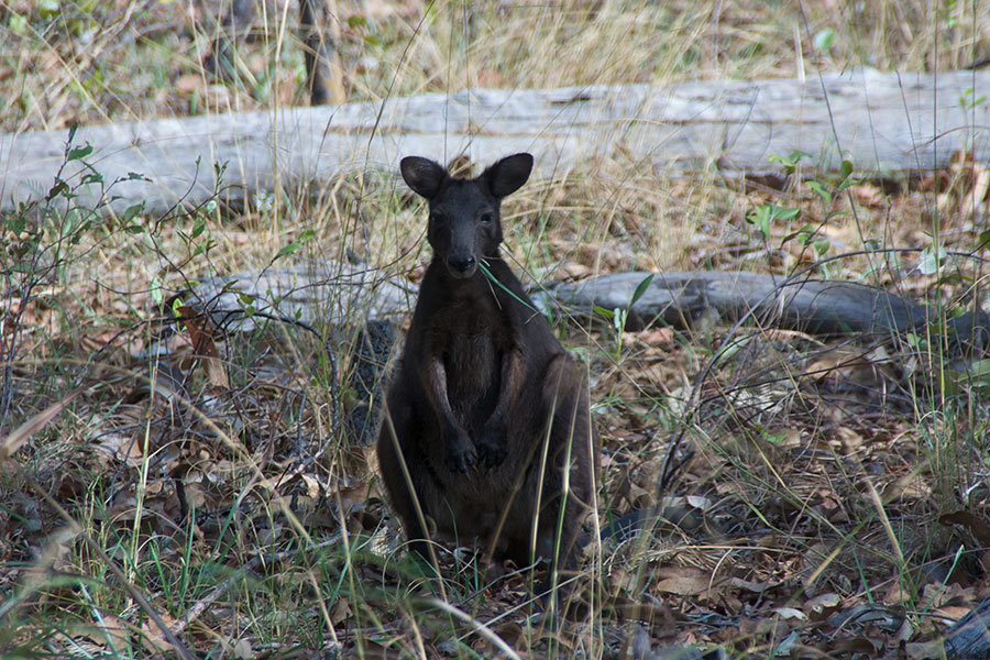 Black Wallaroo (Osphranter bernardus) - Know Your Mammals
