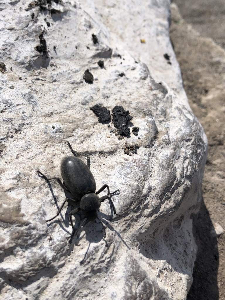 Eleodes acuticauda from Ensenada, B.C., MX on August 31, 2024 at 01:34 ...