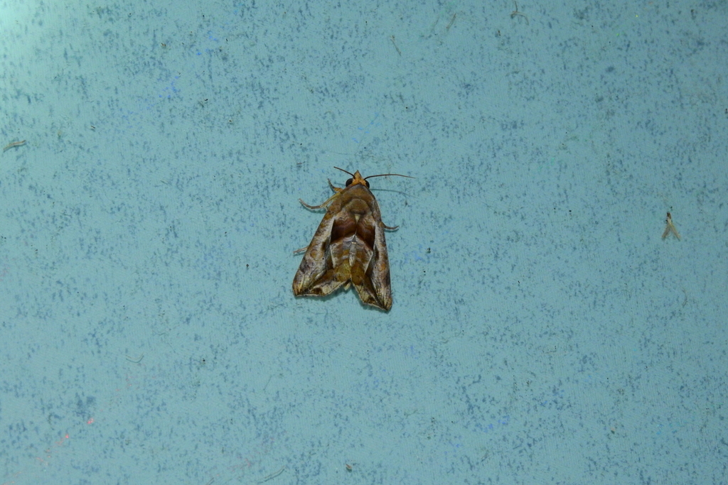 Oraesia from 中国浙江省宁波市象山县 on August 31, 2024 at 08:46 PM by Lin, Zhanyi ...