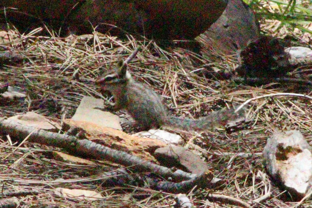 (Neotamias dorsalis utahensis) - Know Your Mammals
