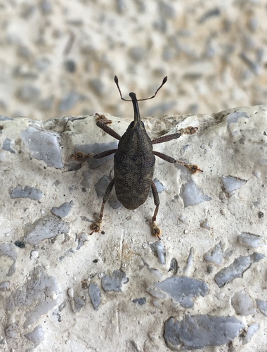 Cholus simoni · iNaturalist