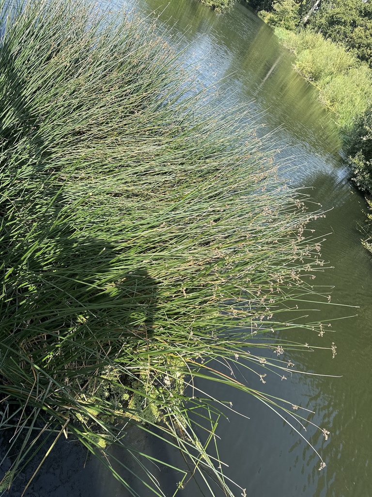 Common Club-rush from Abbey Turning, Maldon, England, GB on September 1 ...