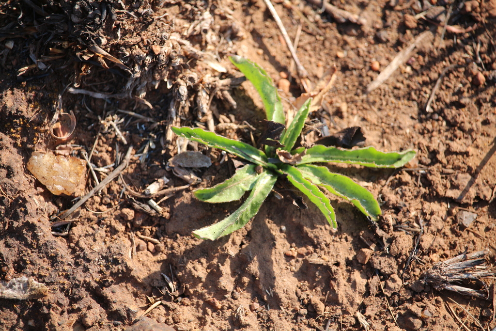African Lettuce from West Rand District Municipality, South Africa on ...