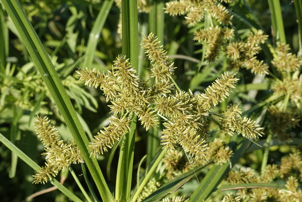 redroot flatsedge from Old Toronto, Toronto, ON, Canada on September 1 ...