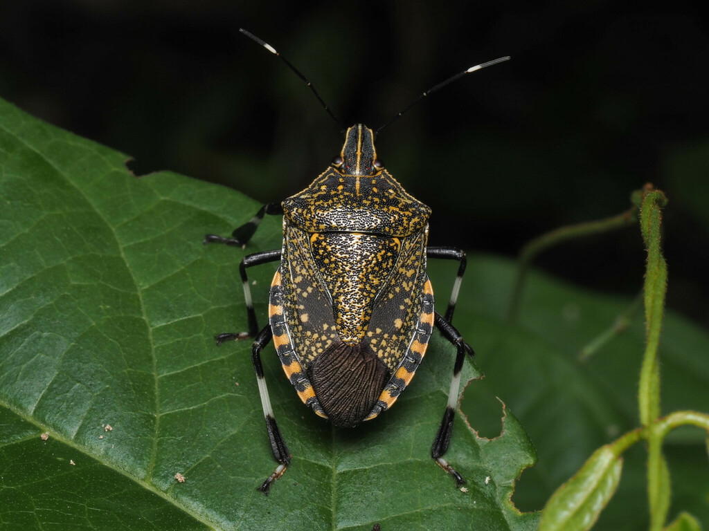 Yellow-spotted Stink Bug from 中国海南省海口市秀英区 on August 30, 2024 at 12:15 ...