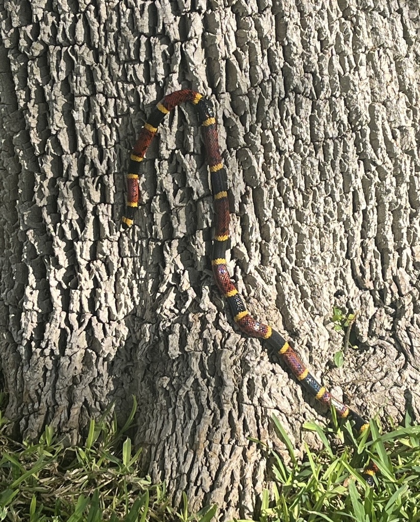 Texas Coralsnake from Twin Oaks Dr, New Braunfels, TX, US on September ...