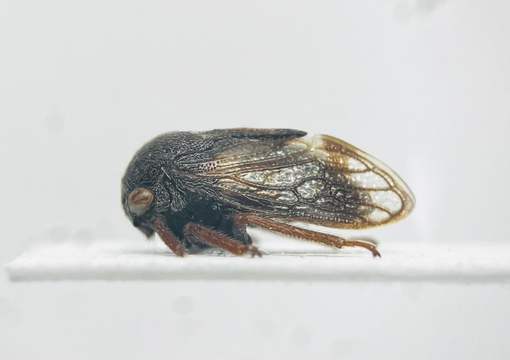 Gargara katoi in September 2024 by tako_ant · iNaturalist