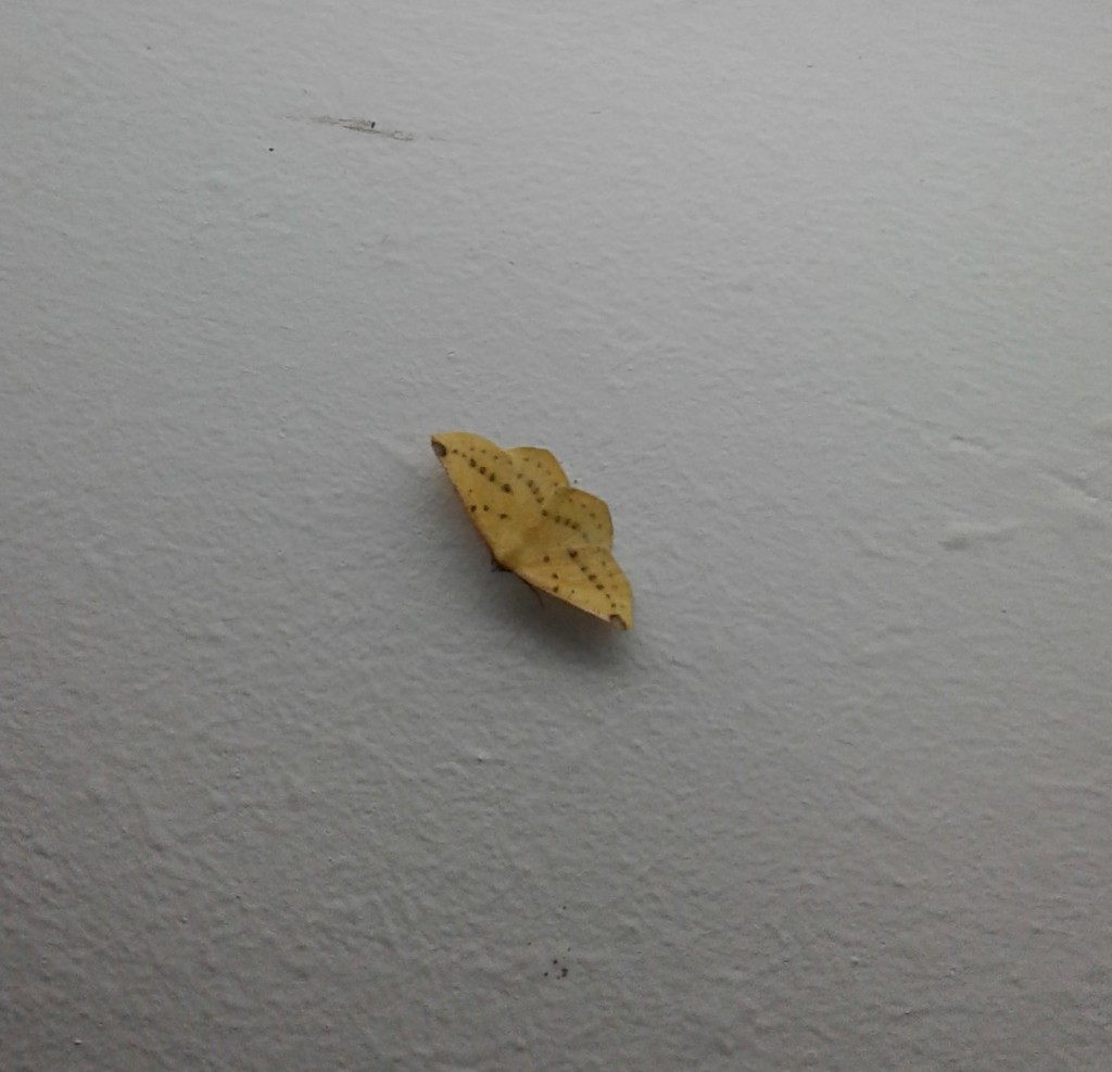 Microsema gladiaria from INTA EXPERIMENTAL CONCORDIA on May 20, 2017 by ...