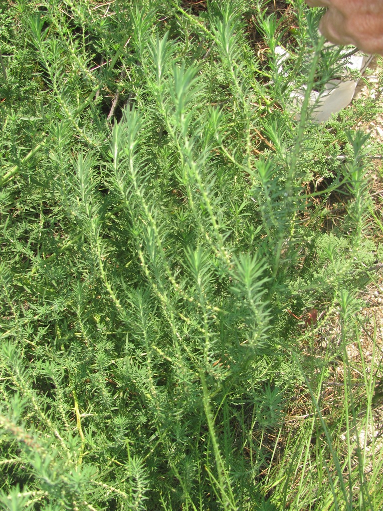 Kochia (Plants of Cherry Creek State Park) · iNaturalist