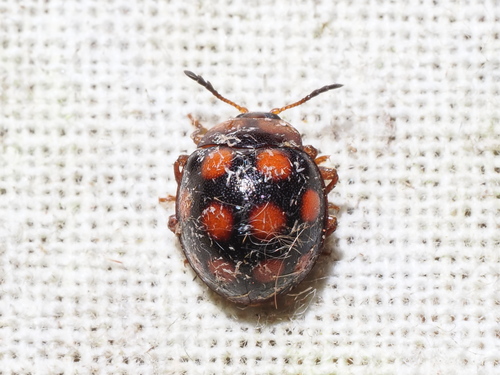 Beccariola duodecimpunctata · iNaturalist