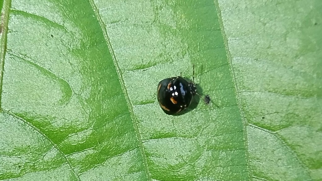 Coptosoma w from Nagla on August 31, 2024 at 04:11 PM by Dinesh Sharma ...