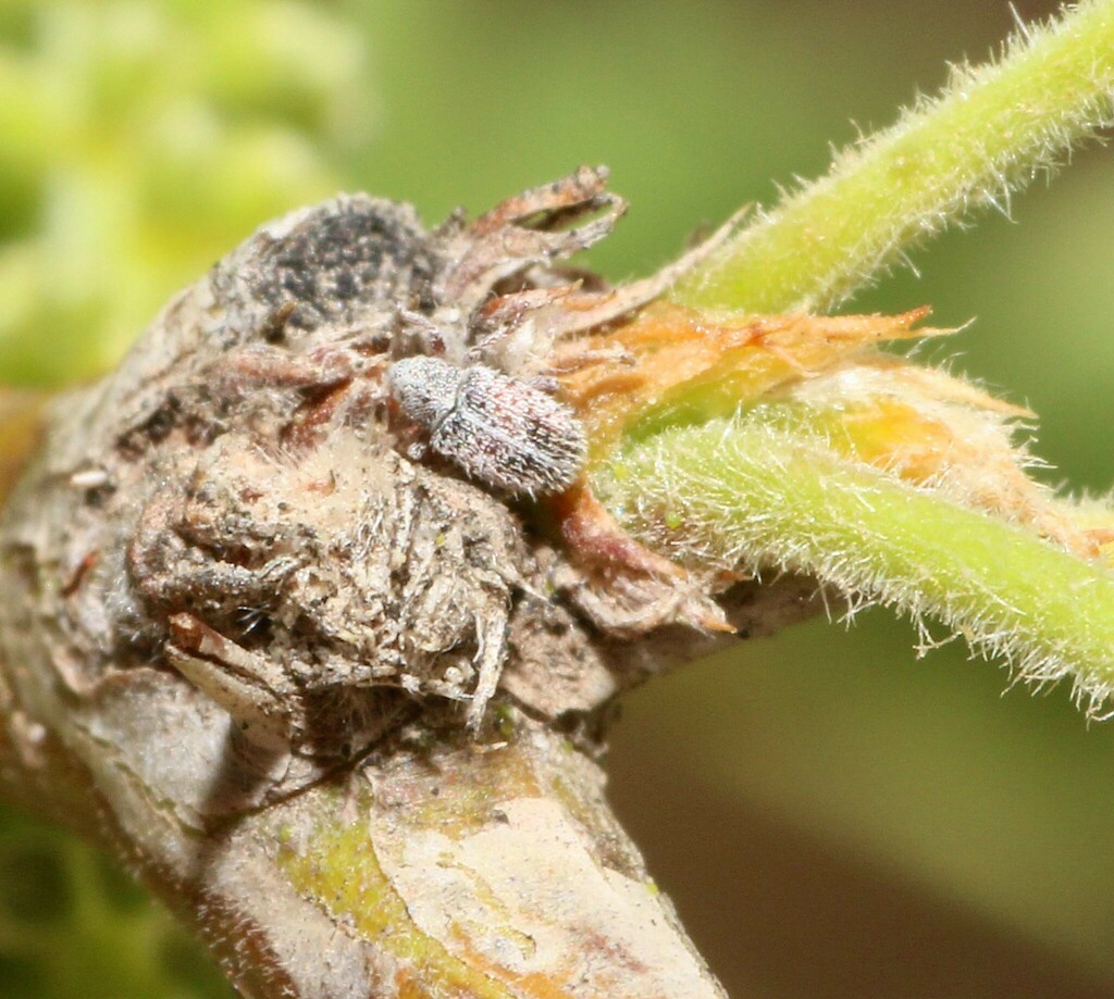 Mecinus linnavuorii from Pinal County, AZ, USA on April 21, 2014 at 11: ...