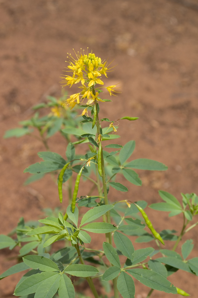 yellow beeplant (Cleomella lutea) - Botanical Realm
