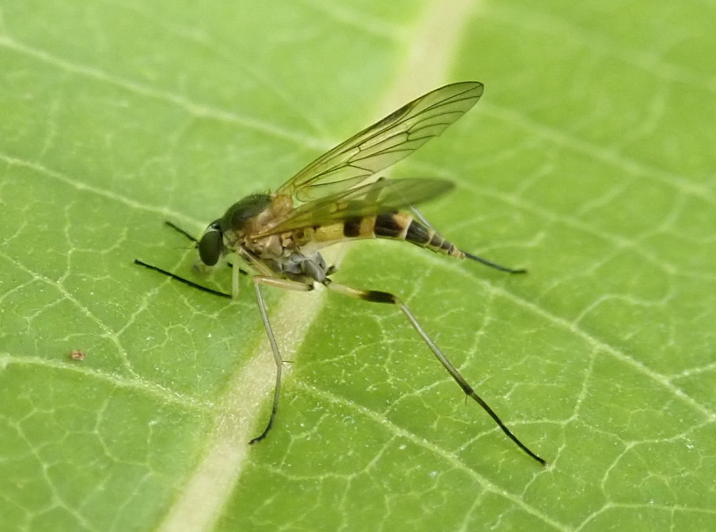 Rhagio from Pendleton County, WV, USA on June 18, 2019 at 08:16 AM by ...