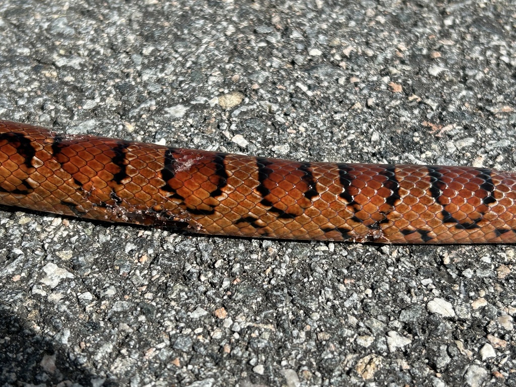 Corn Snake from US-1 N, Alma, GA, US on September 01, 2024 at 10:28 AM ...