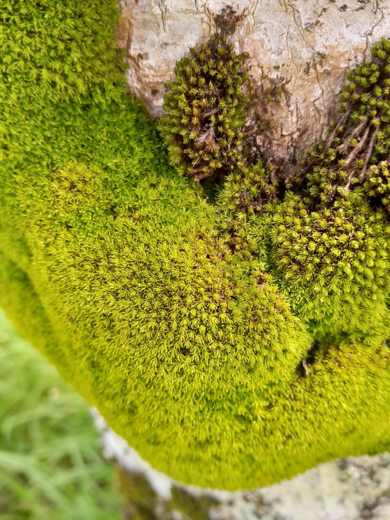 (Calymperes palisotii) - Botanical Realm