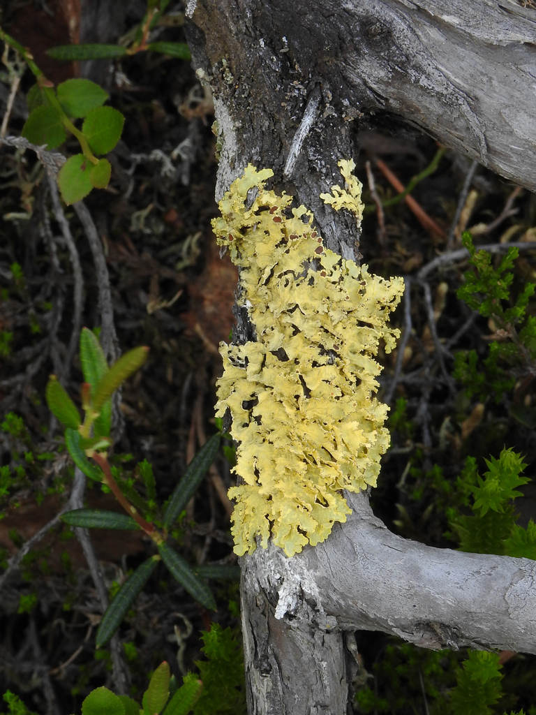 Yellow Lichen (Terricolous Lichens of the Ordino Valley) · iNaturalist