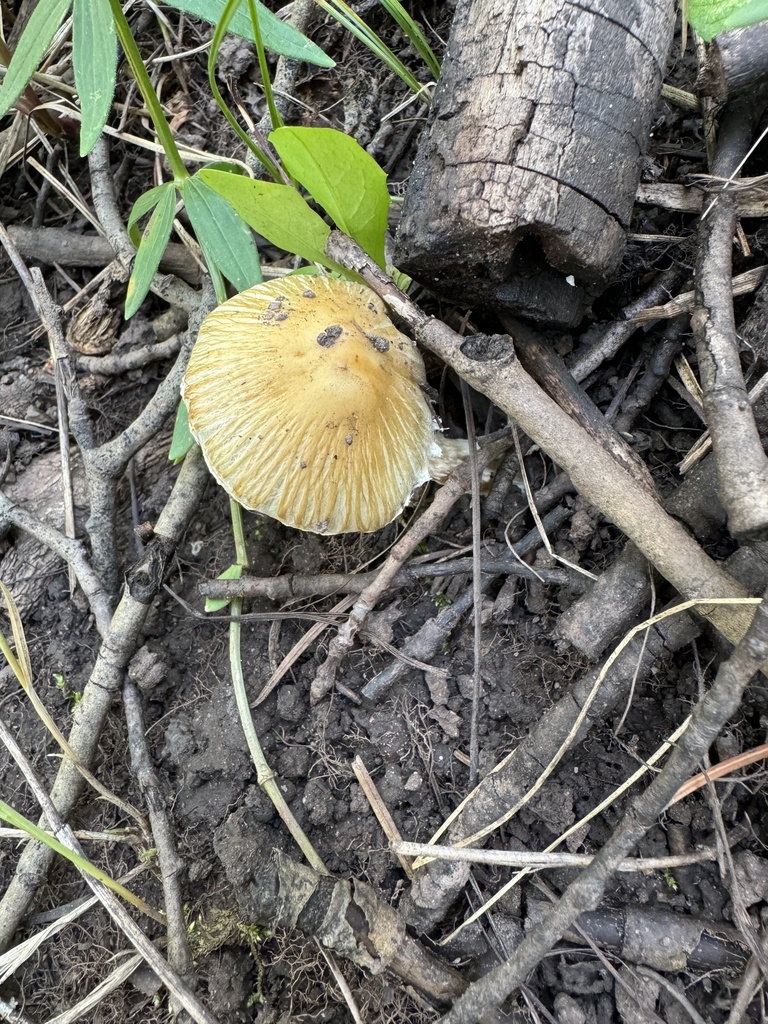 Inosperma from White River National Forest, Carbondale, CO, US on ...