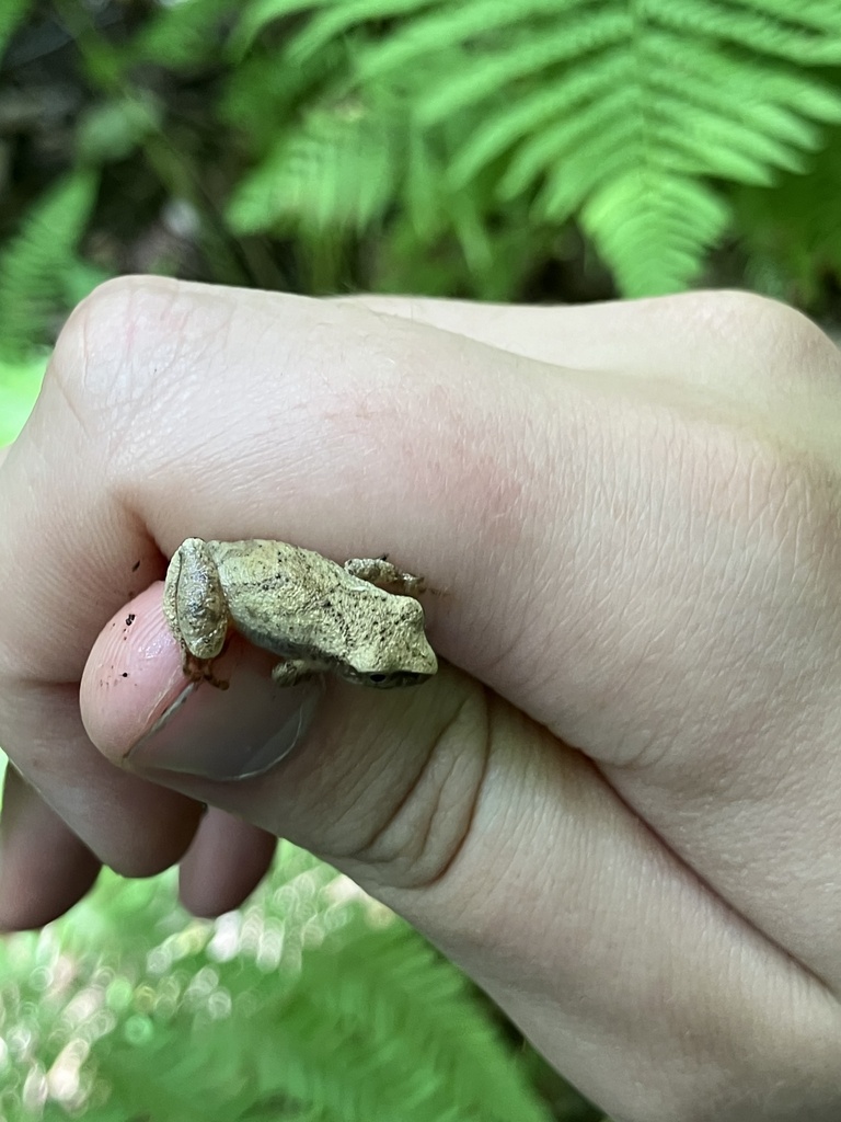 Spring Peeper from Cloquet, MN, US on September 01, 2024 at 02:21 PM by ...