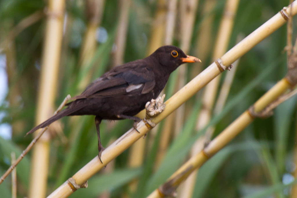 Azores Blackbird (Azores animals and plants) · iNaturalist