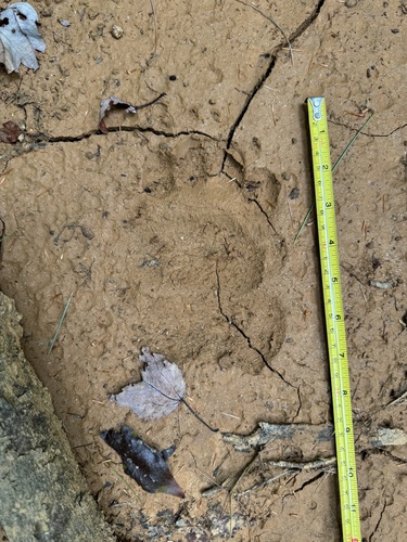 Black Bear Tracks – NatureTracking