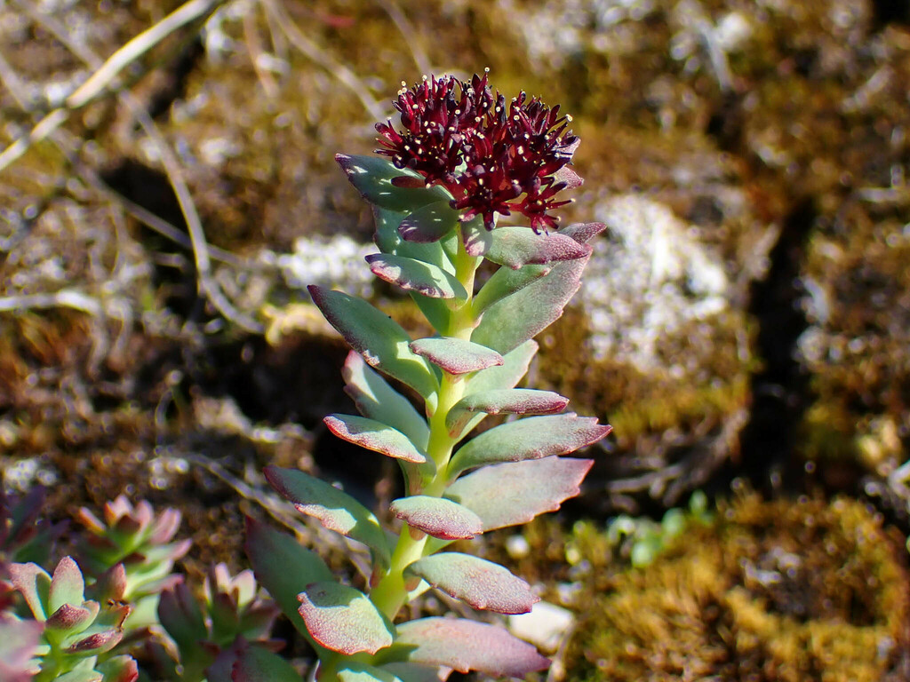 western roseroot from Port Clarence, Alaska, États-Unis on July 24 ...