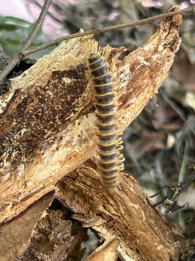 Cherry Millipedes from Elmira on September 1, 2024 at 02:09 PM by ...