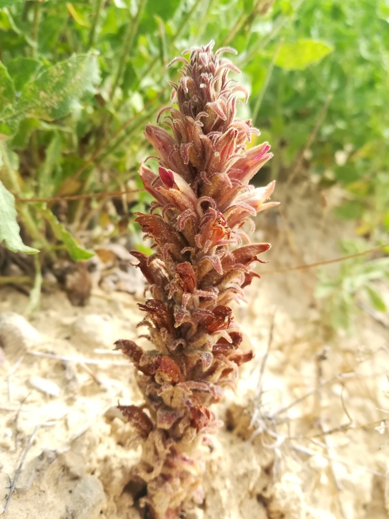 Louisiana broomrape (Aphyllon ludovicianum) - Botanical Realm