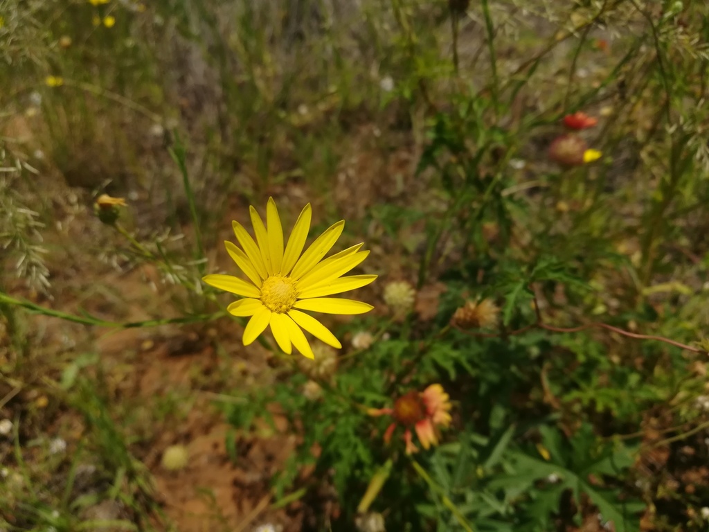 Texas Sleepy-daisy from Hidalgo, Coah., Mexico on June 2, 2019 at 02:41 ...