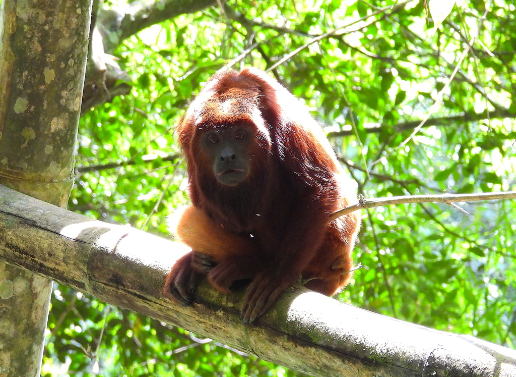Colombian Red Howler Monkey from La Tebaida, Quindio, Colombia on ...