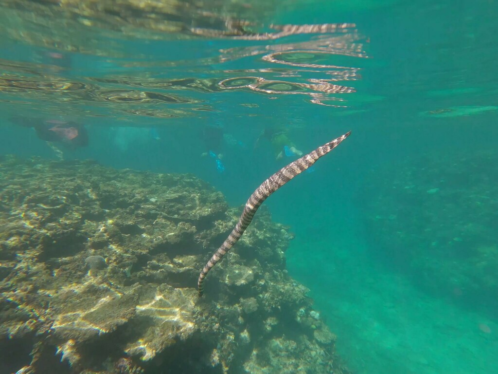 Ijima's Turtle-headed Sea Snake from Ishigaki, JP-ON, JP on August 31 ...