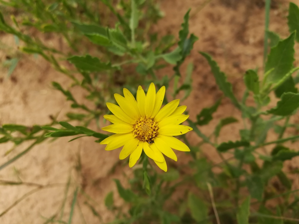 Texas Sleepy-daisy from Hidalgo, Coah., Mexico on June 3, 2019 at 01:49 ...