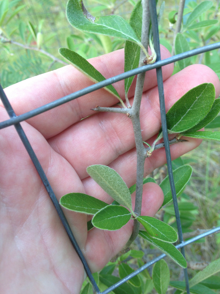 Gum Bully (MatBio: TREES & SHRUBS - Matanzas Biodiversity) · iNaturalist