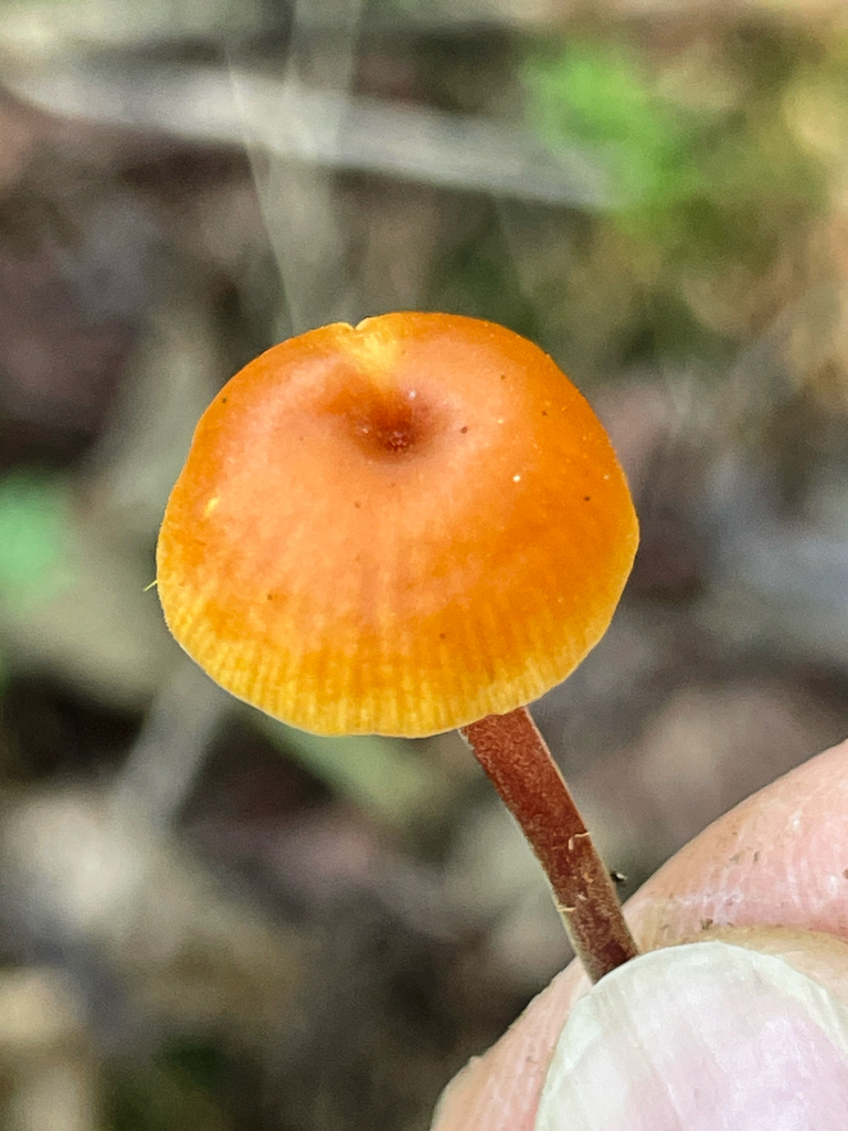 Xeromphalina enigmatica in September 2024 by ym_wang_pnw · iNaturalist