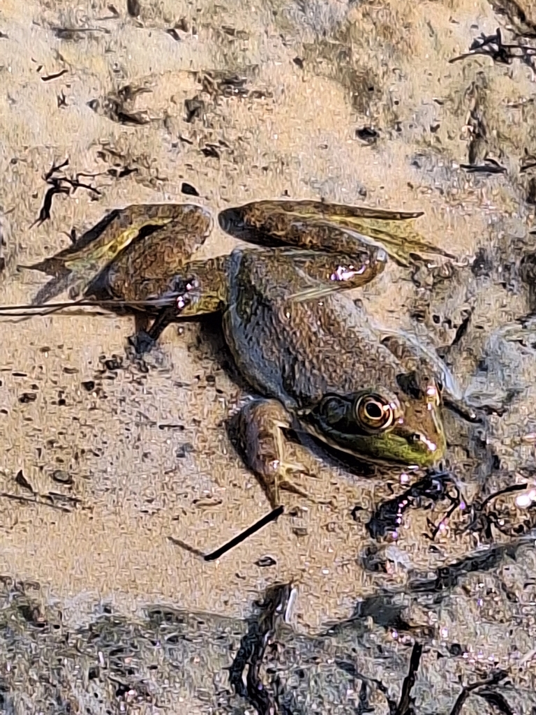 American Bullfrog from Robertsville, MO 63072, USA on September 01 ...