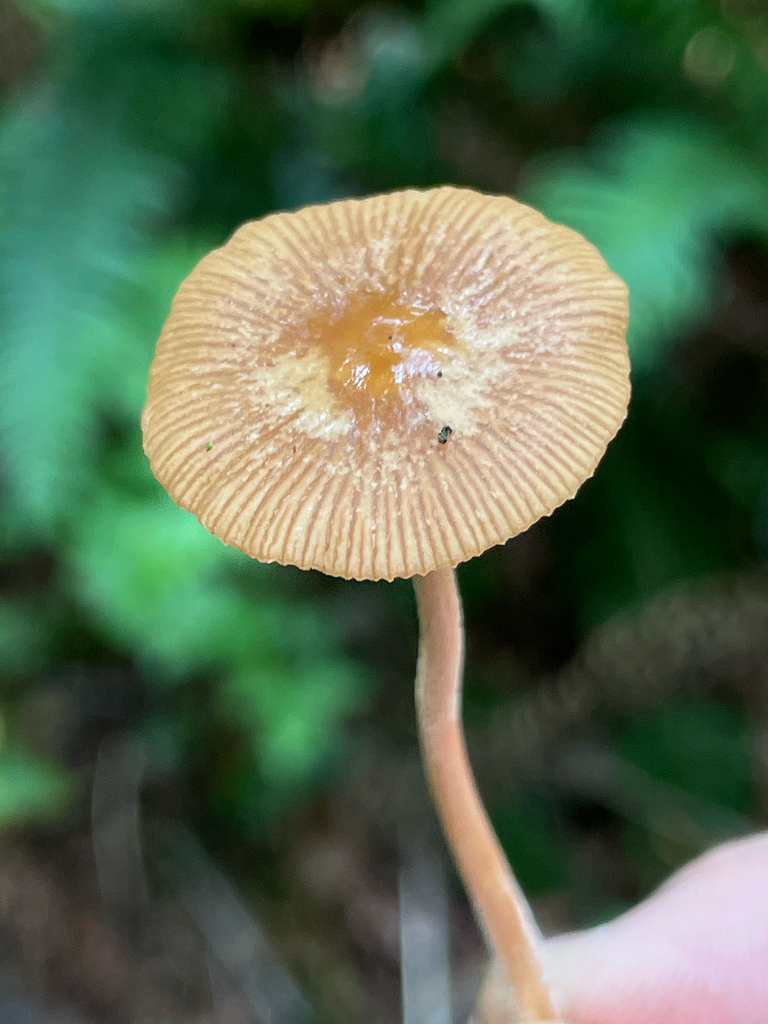 Bolbitiaceae in September 2024 by ym_wang_pnw · iNaturalist
