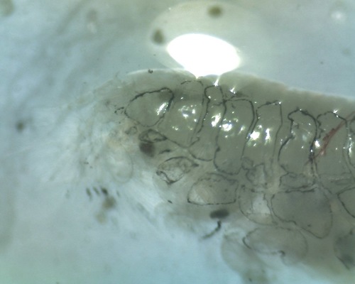 Parvorder Haustoriidira · iNaturalist