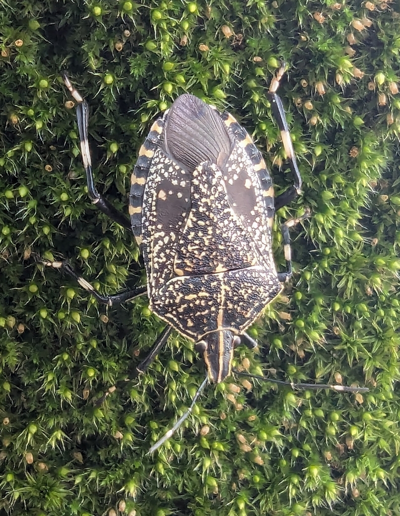 Yellow-spotted Stink Bug from 1 Nishiojicho, Kusatsu, Shiga 525-0037 ...