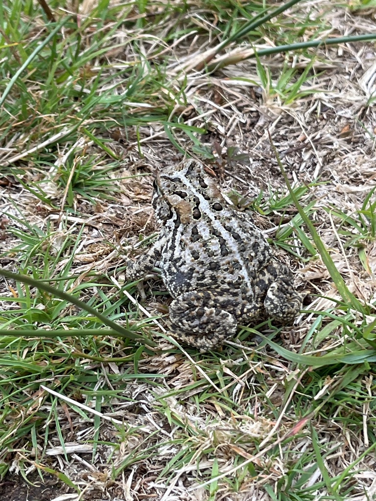 American Toad from Kejimkujik (Seaside Adjunct), CA-NS-QU, CA-NS, CA on ...